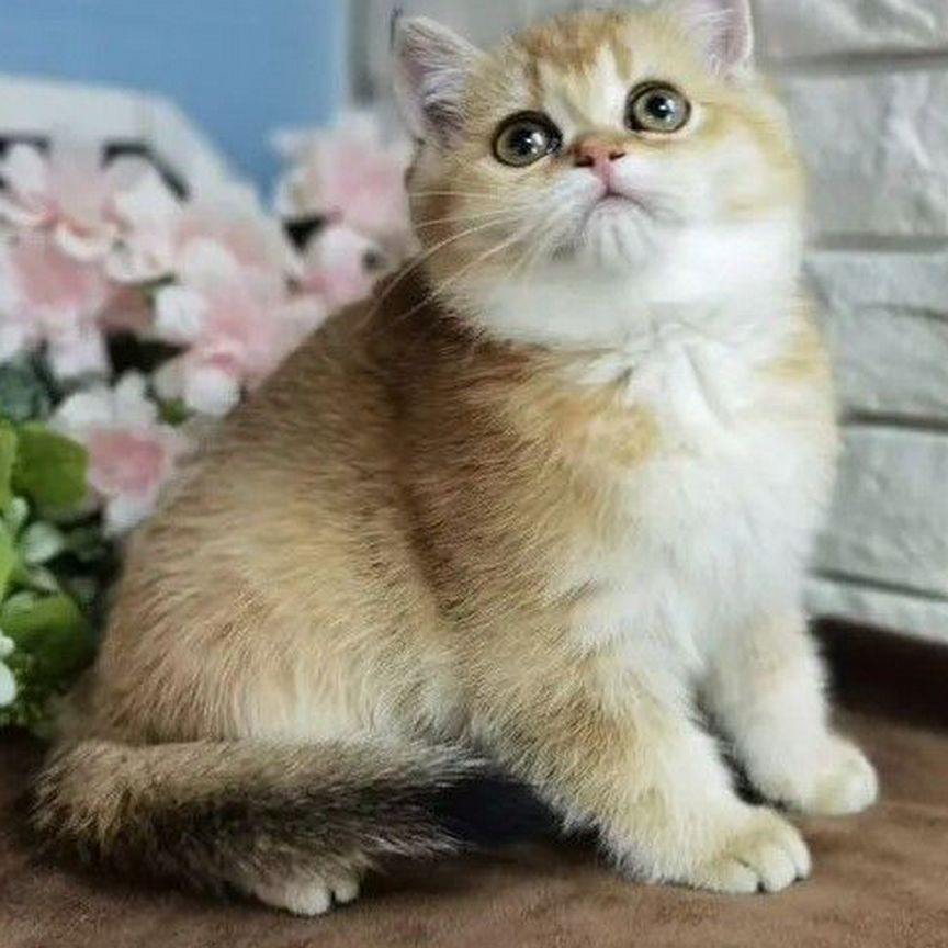 Британский короткошёрстный котёнок