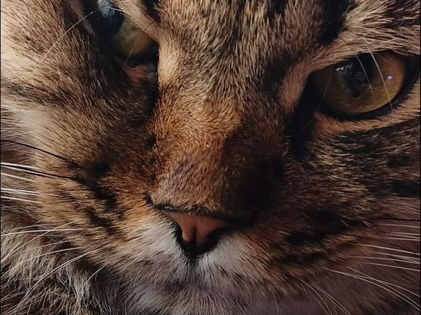 Кошка