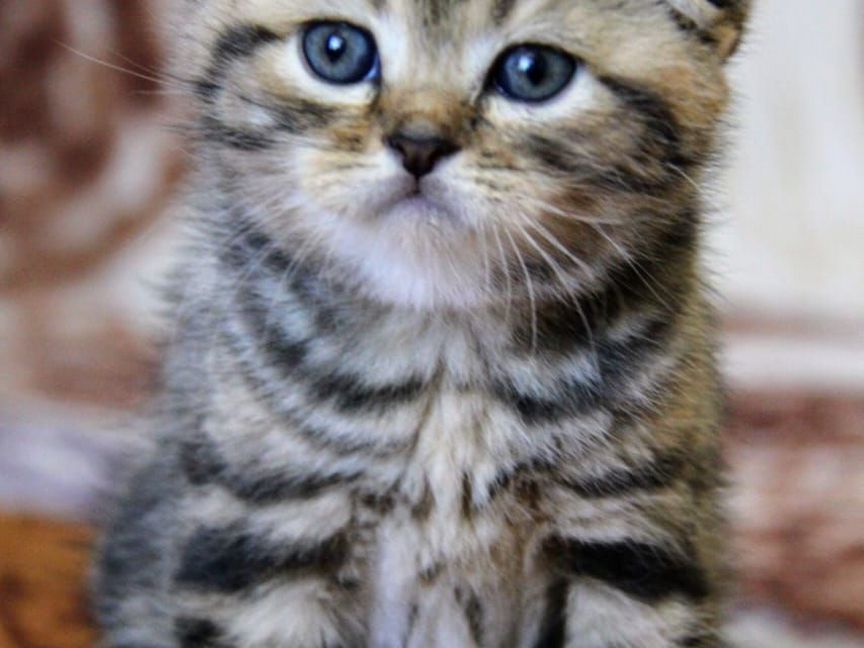 Шотландские котята