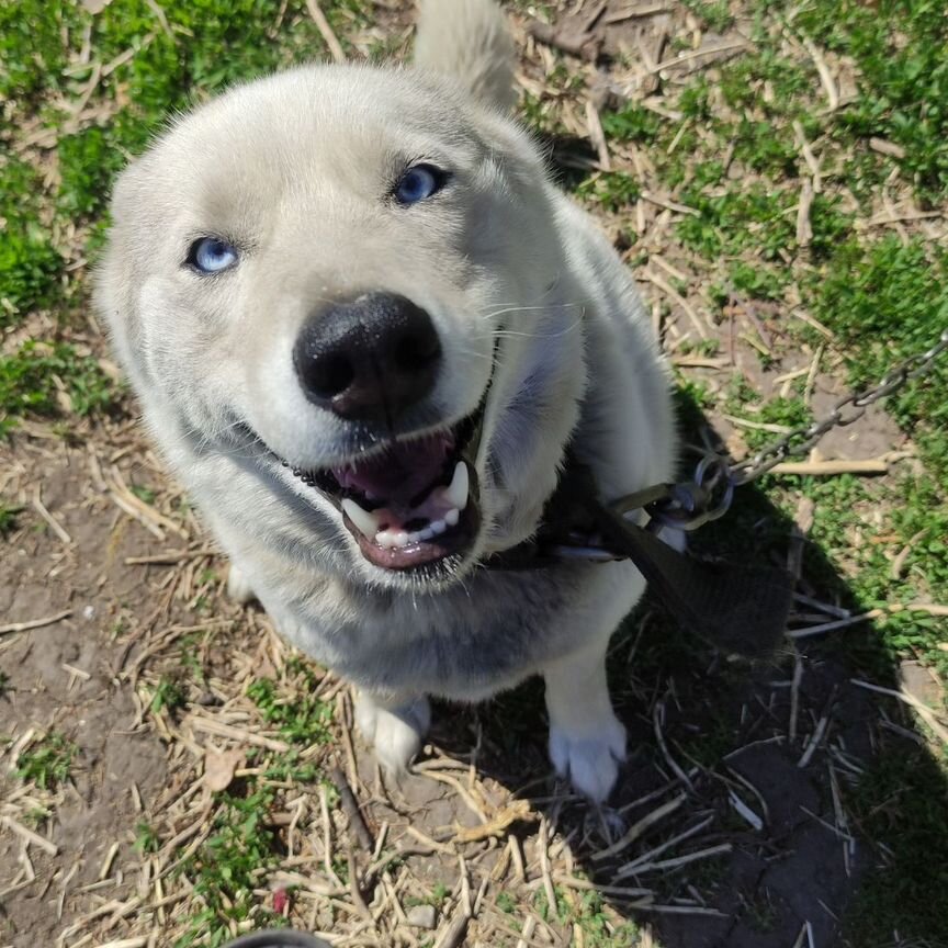 Сибирский хаски, щенок