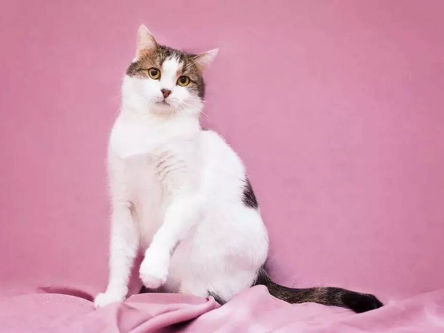 Кот Костик в добрые руки