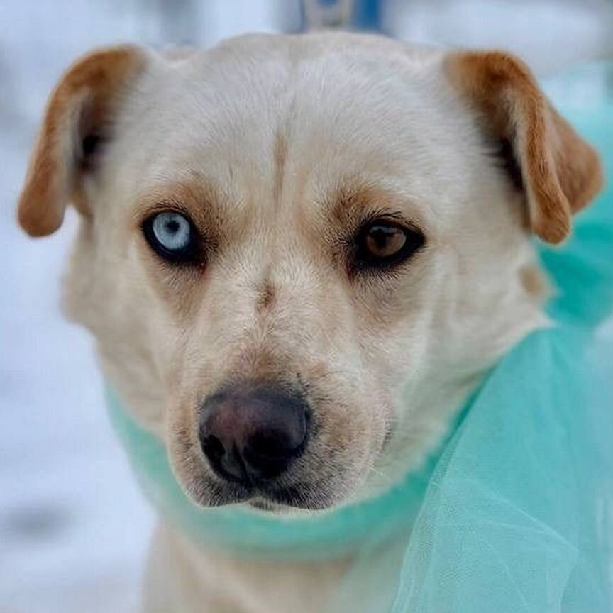 Взрослая собака в добрые руки