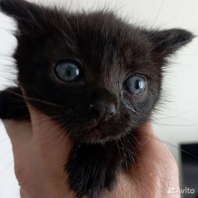 Котенок Эльза