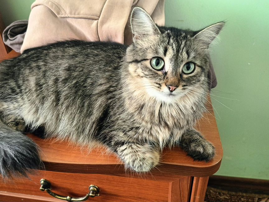 Найдена кошка