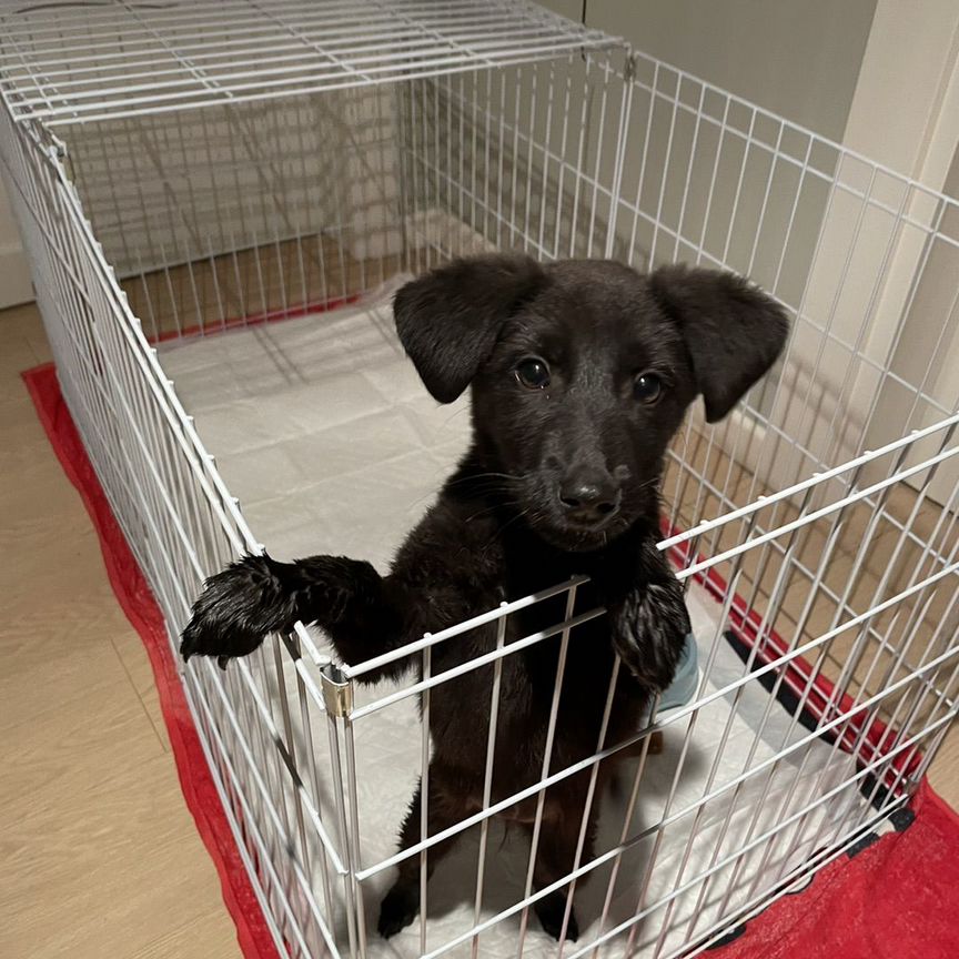 Щенок в добрые руки бесплатно