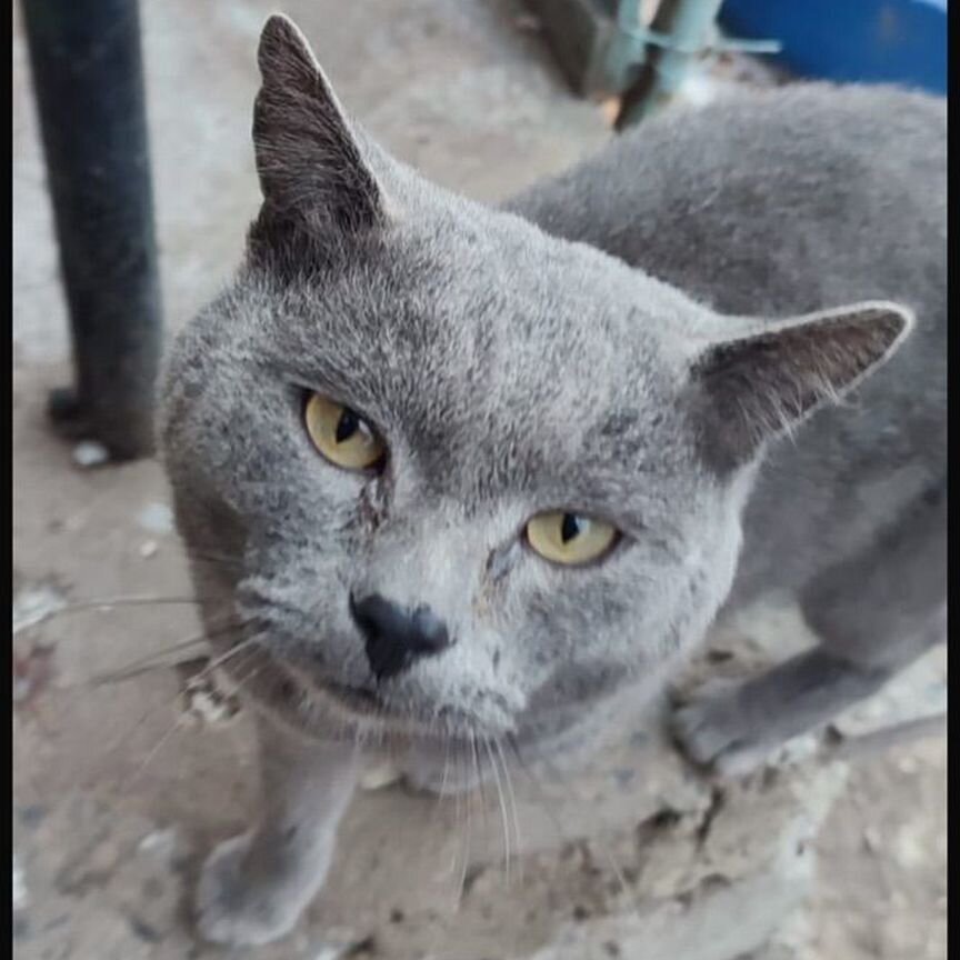 Кот молодой Персей
