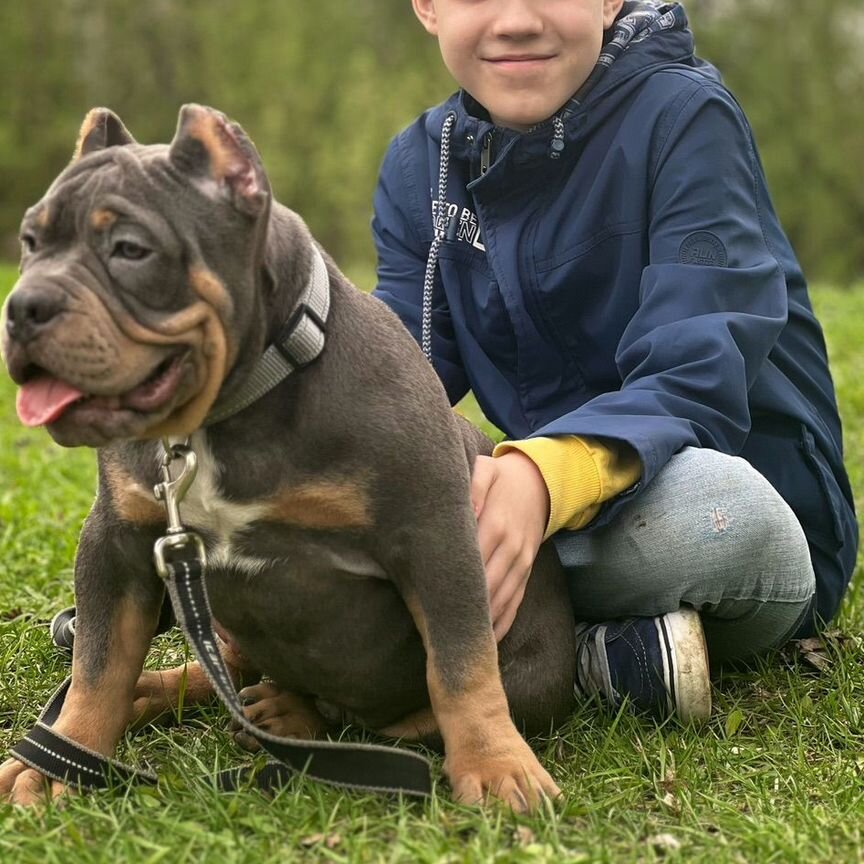 Роскошный щенок американского булли