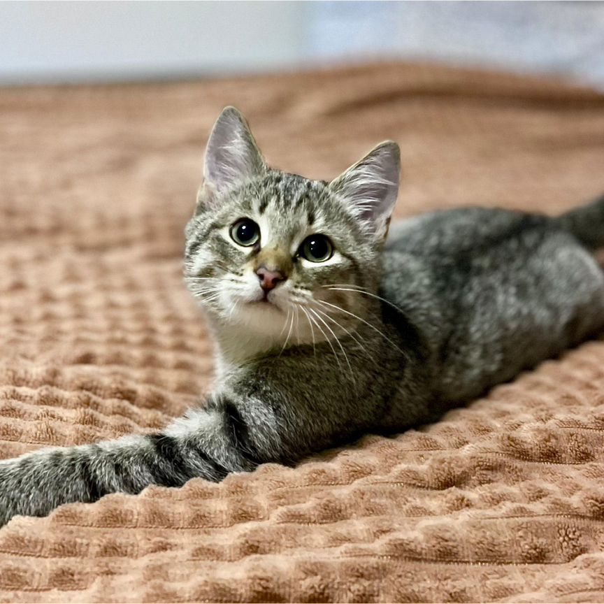 Котенок мальчик около 5мес