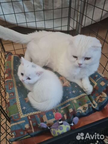 Шотландский белоснежный котенок