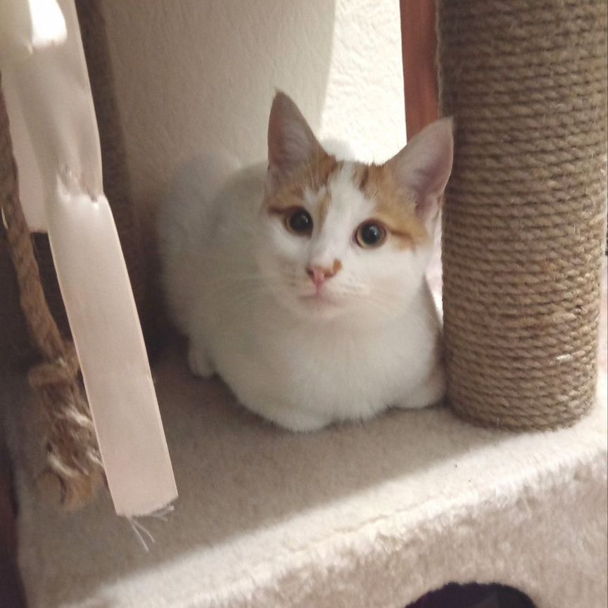 Котята