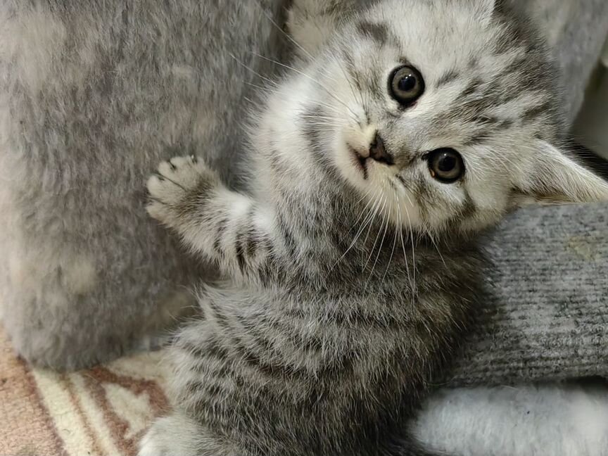 Вислоухие Шотландские котята