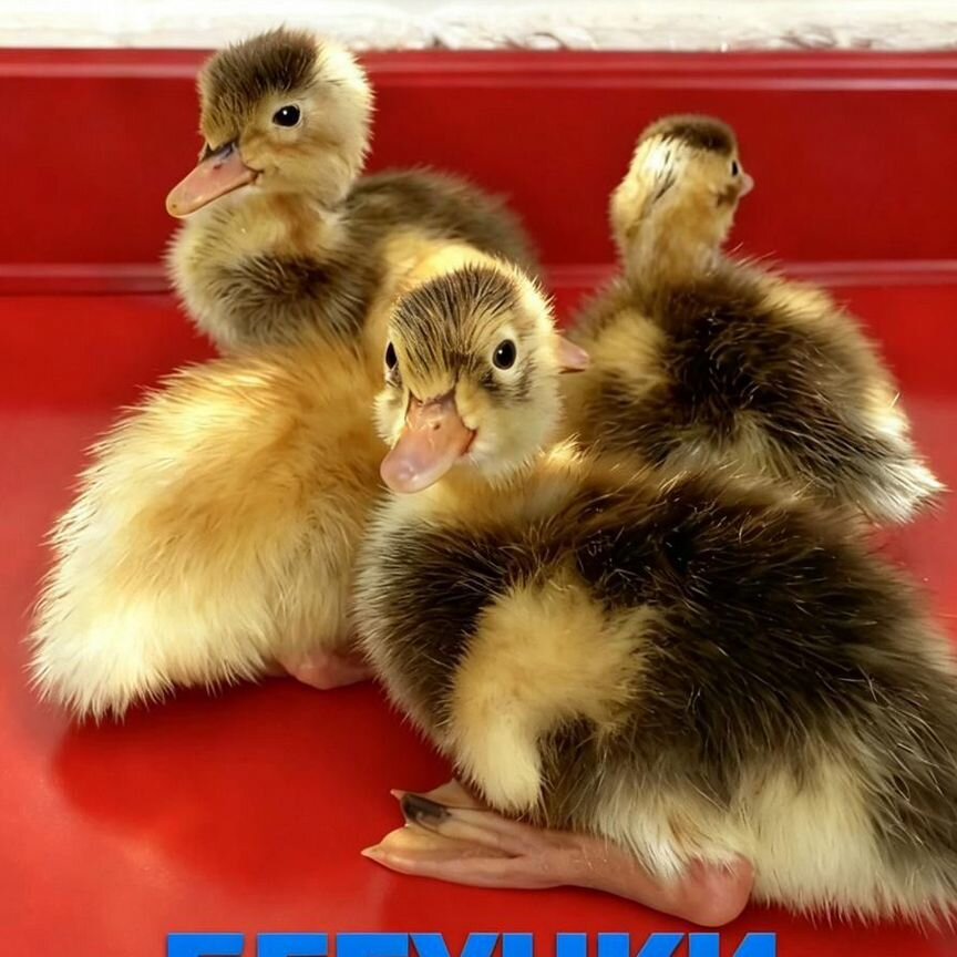 Индийский бегунок утята