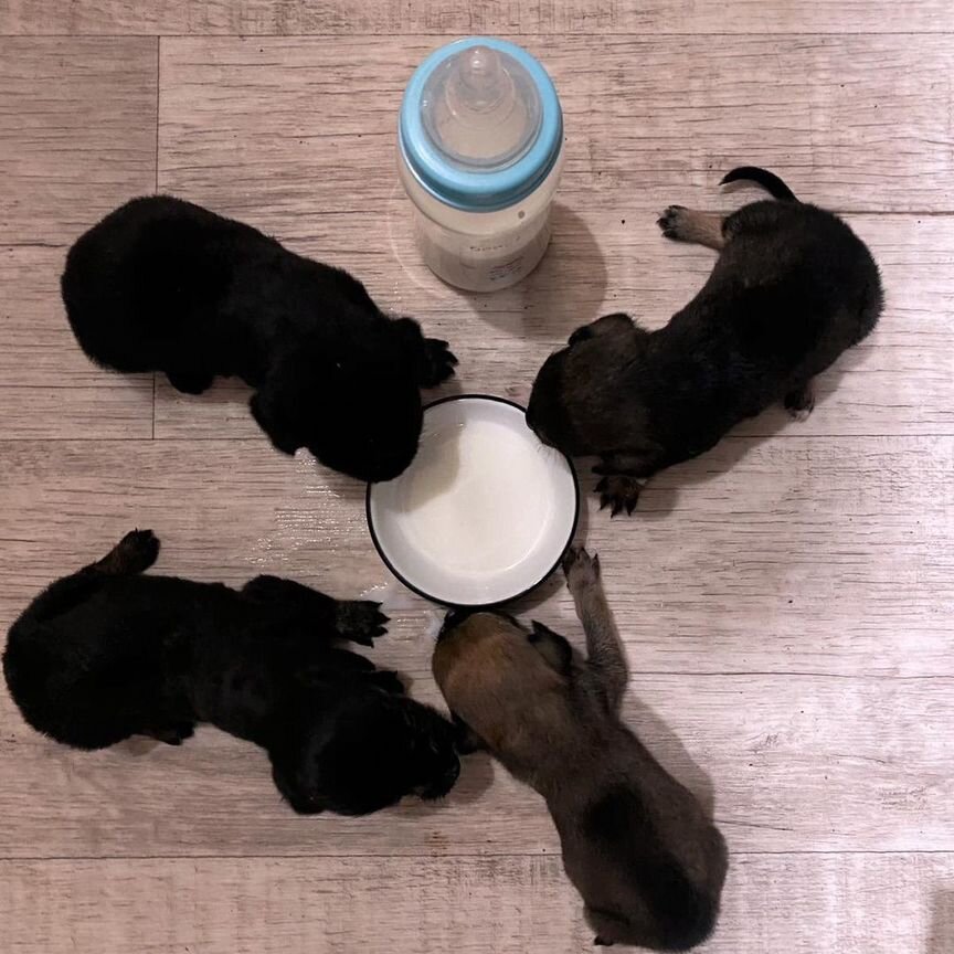 Кутята в добрые руки