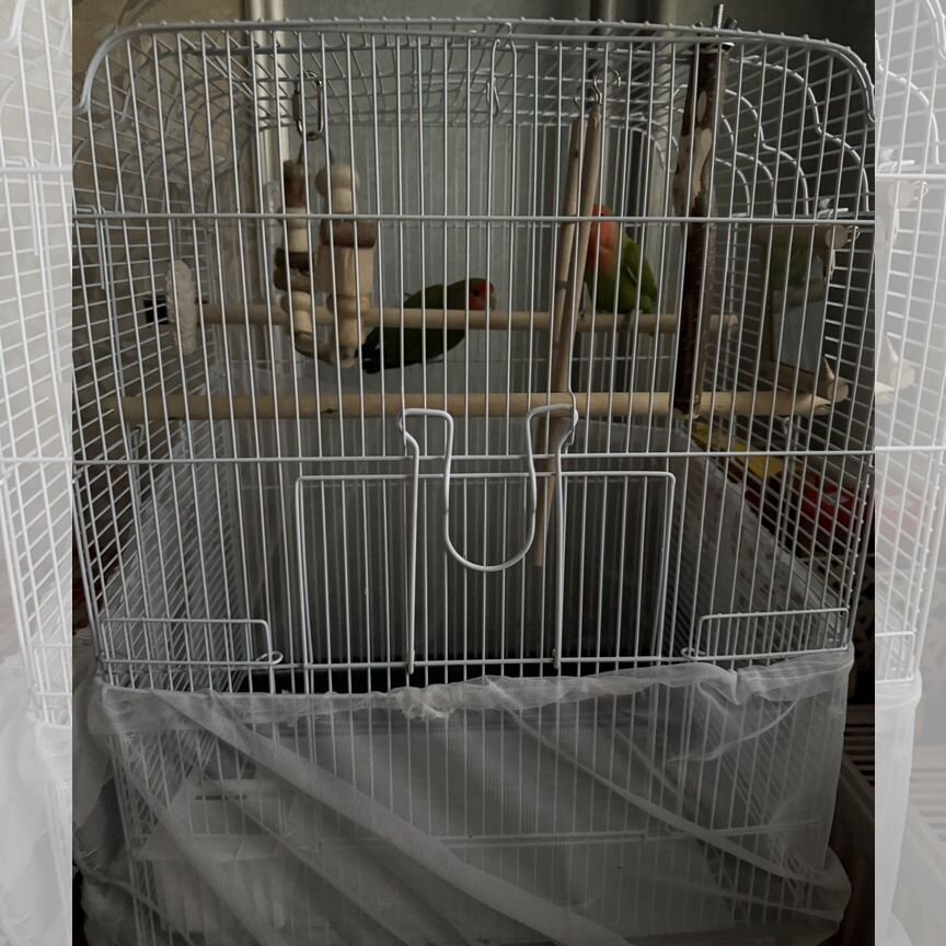 Попугай неразлучники с клеткой