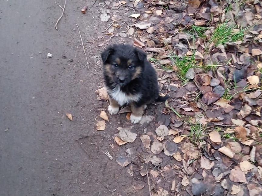 Собака в добрые руки