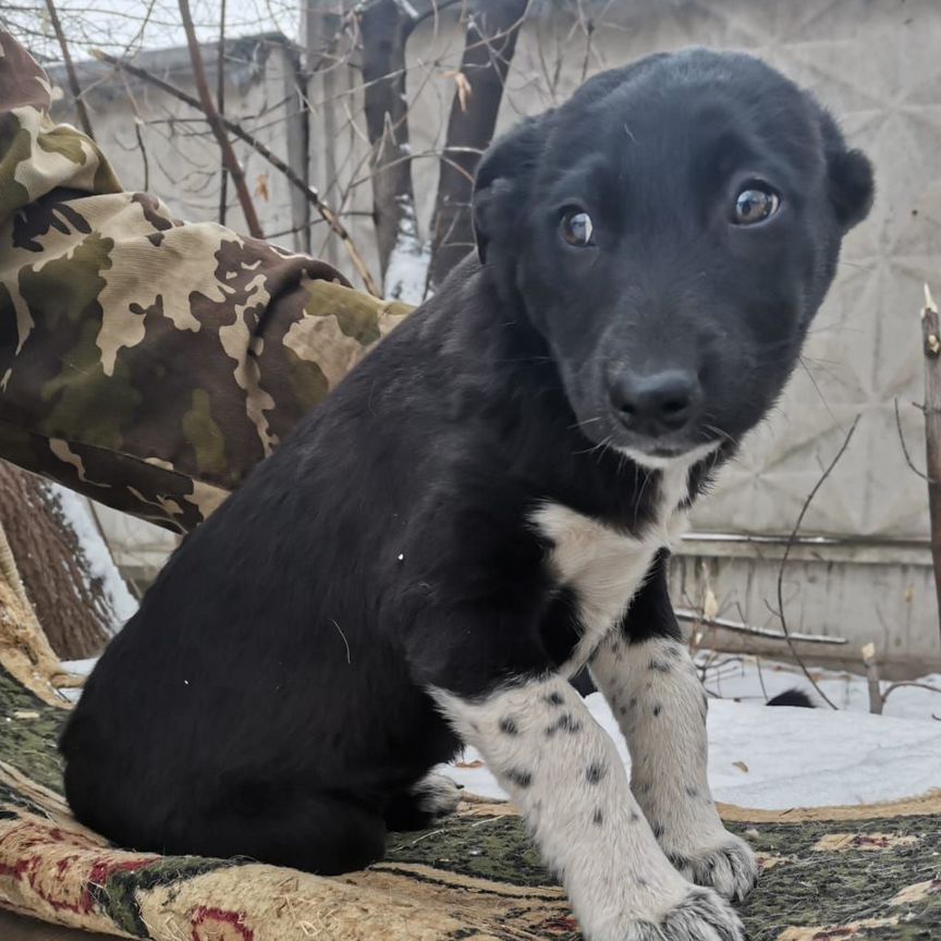 Щенок в добрые руки