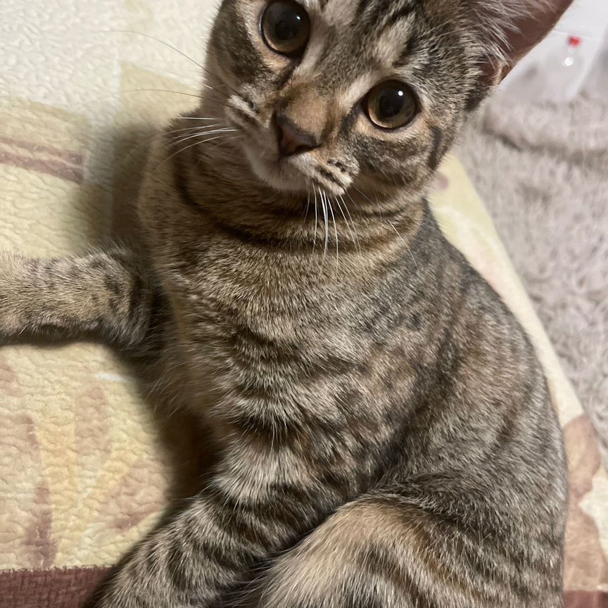 Котенок