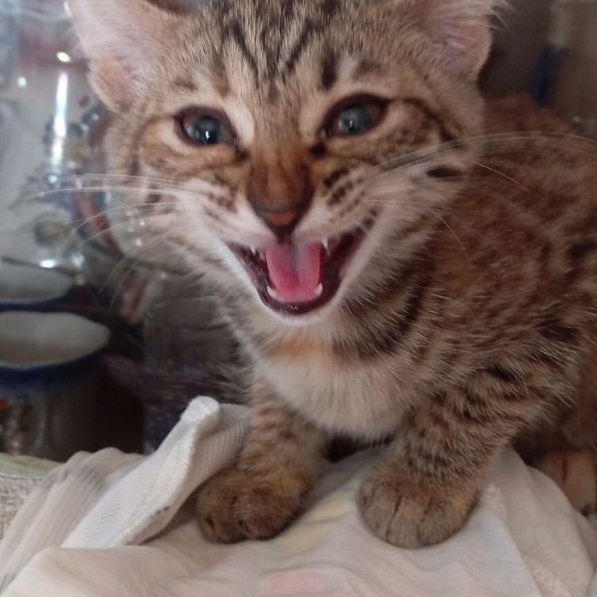 Котенок