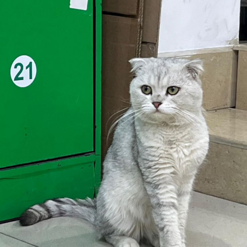 Шотландский кот серебристая шиншилла