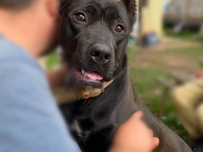 Кобель вязка кане корсо