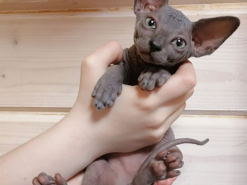 Канадский сфинкс