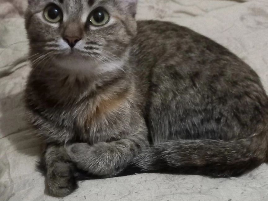 Кошечка Масяня