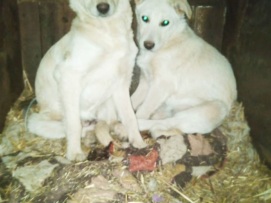 Щенули метисы