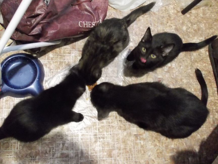 Котята 3 мес. (2 черных мальчика, темная девочка)