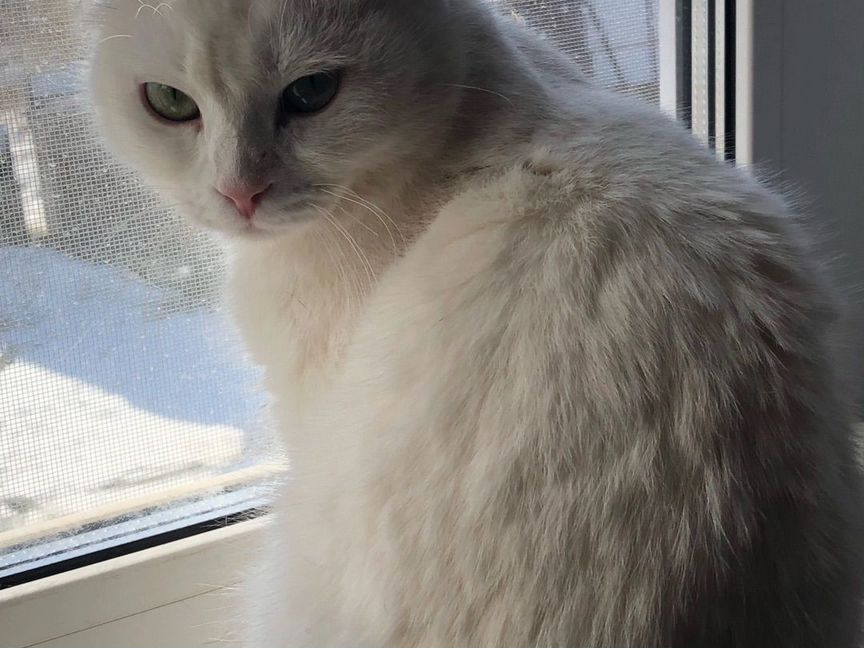 Кошка Несси ищет дом