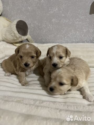 Мальтипу ф1 девочки красавицы