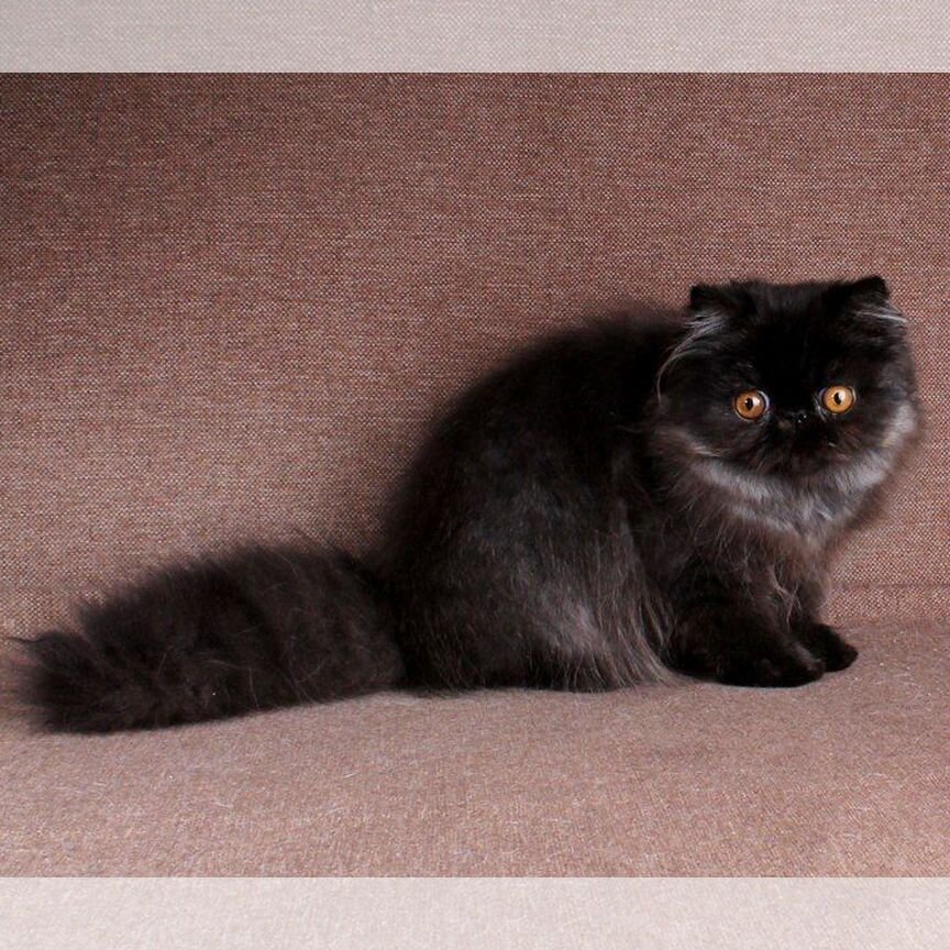Персидские котята
