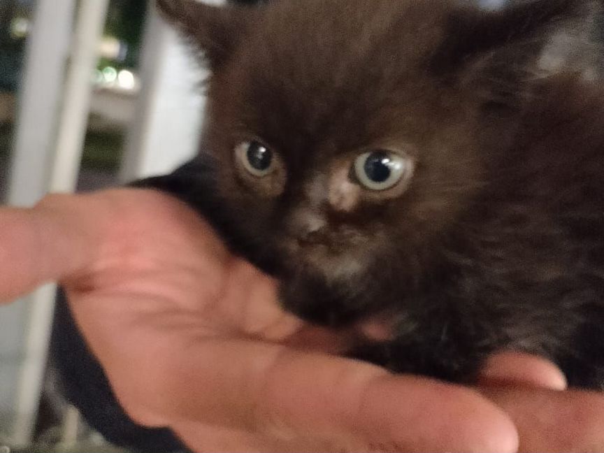 Отдадим малышку, в добрые руки