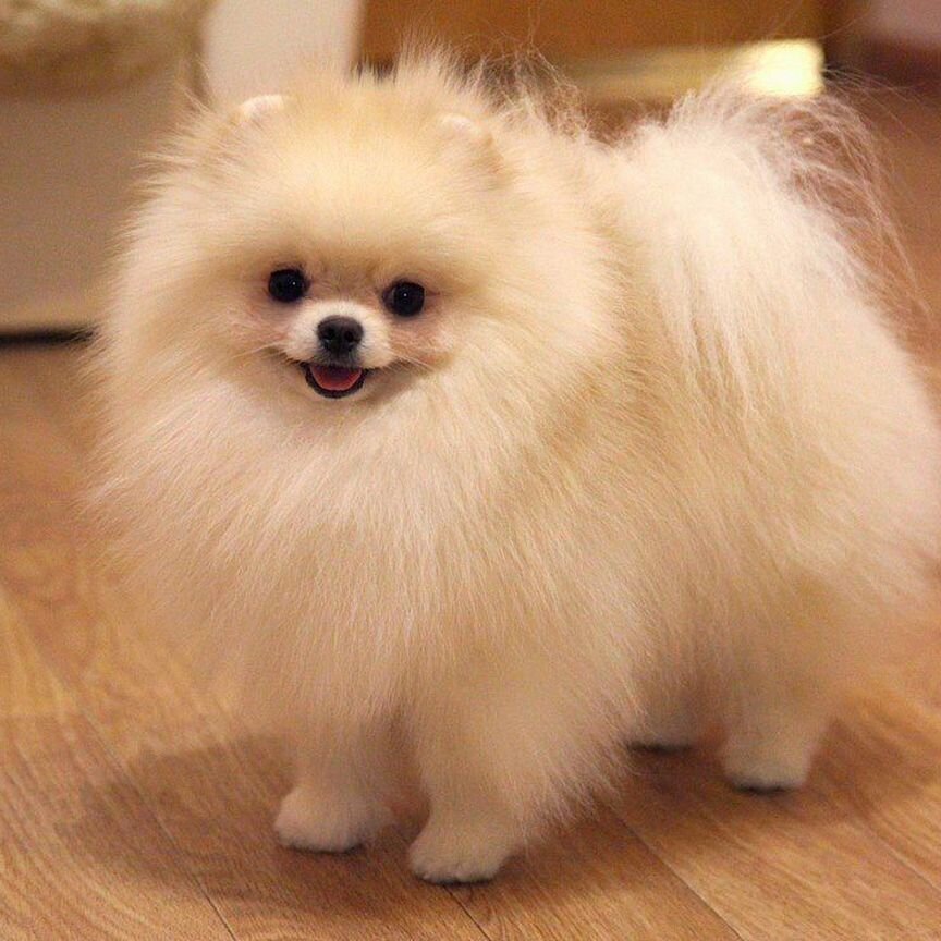 Померанский Шпиц мини щенок москва