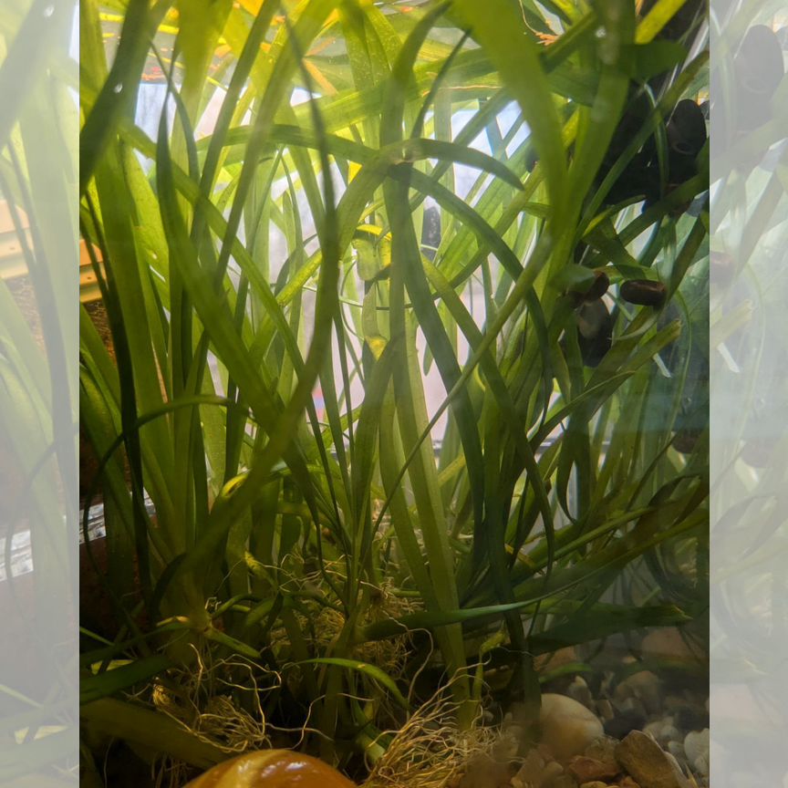 Аквариумное растение Валлиснерия