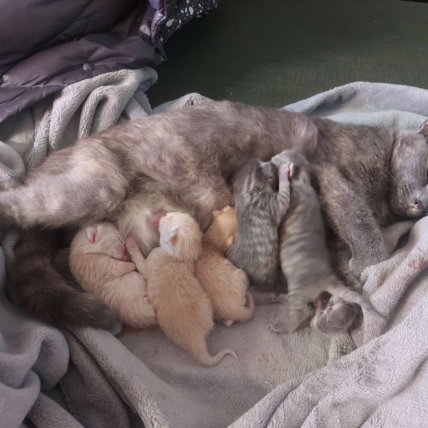 Котята, от шотландской кошки