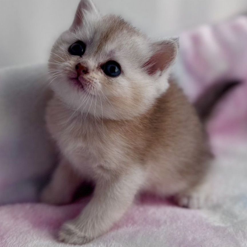 Шотландский прямоухий короткошёрстный котёнок