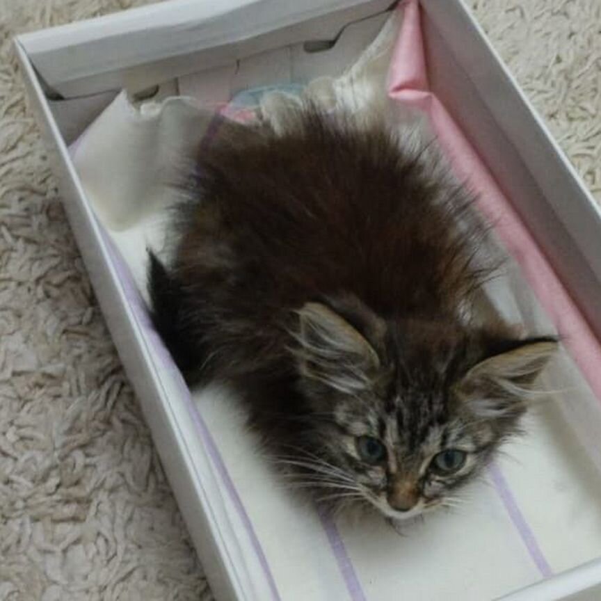 Сроччноотдам котенка в добрые руки