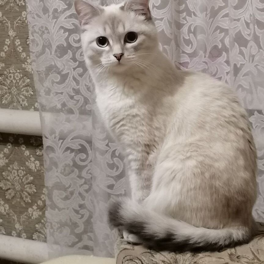 Кошка породистая