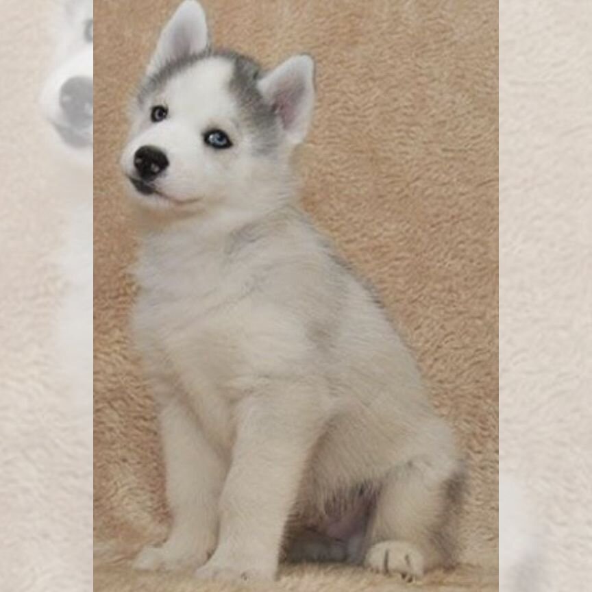 Сибирский хаски, щенок