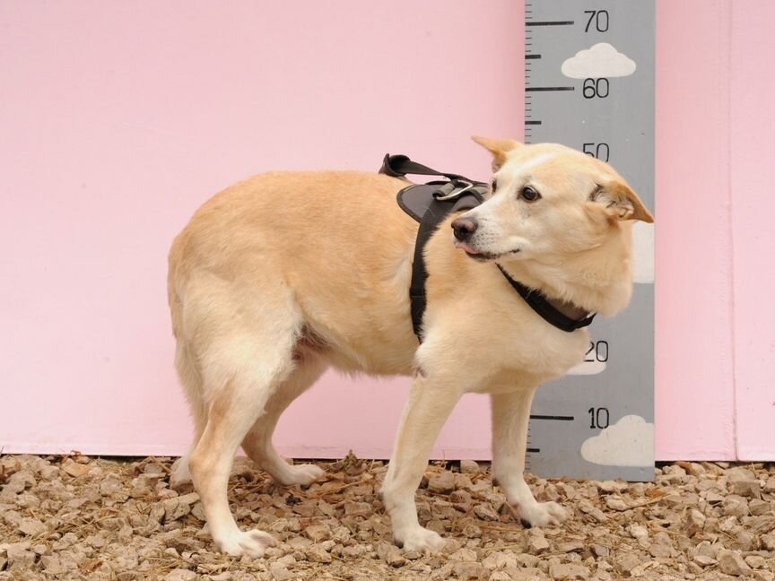 Белка ищет дом