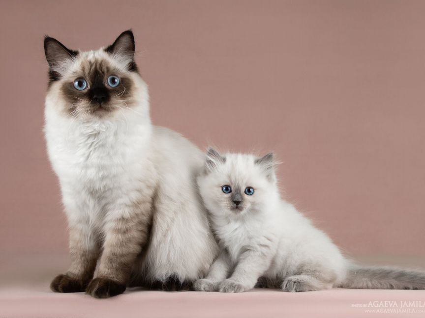 Котята рэгдолл