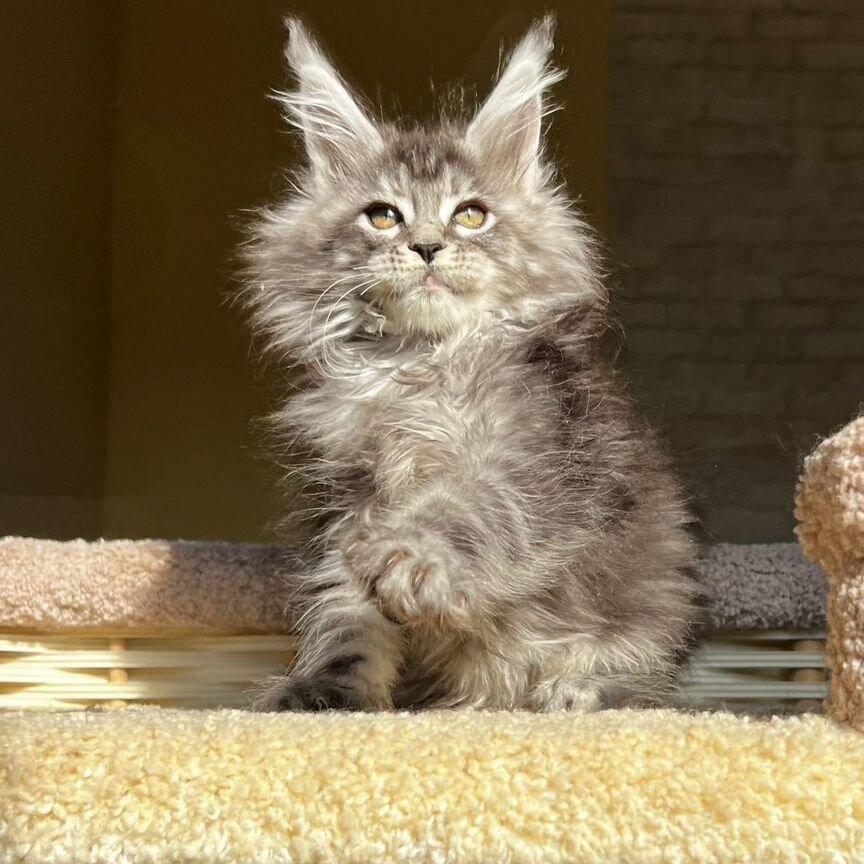 Мейн-кун девчушка