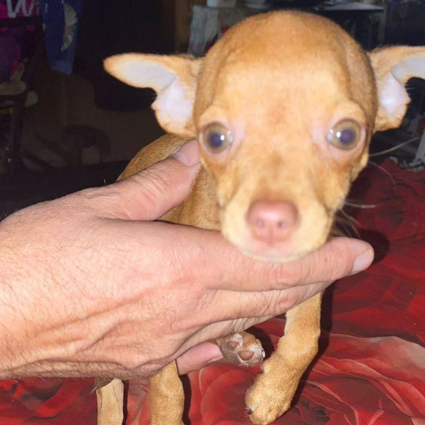 Русский той-терьер, щенок