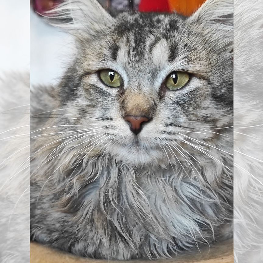 Взрослый кот в добрые руки