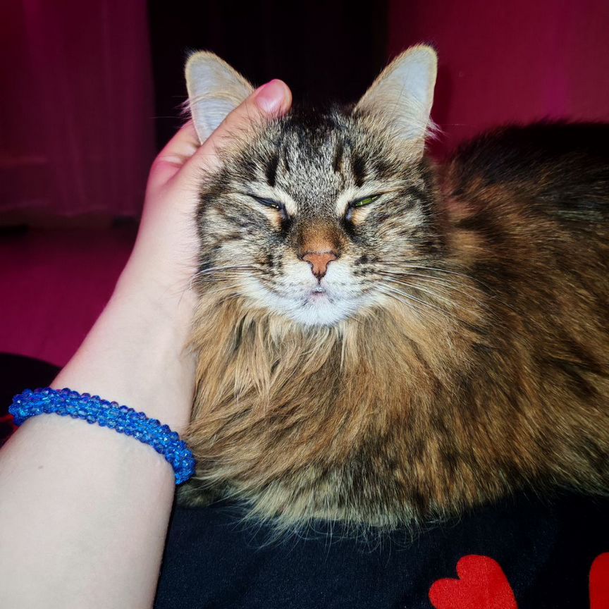 Кошка Сима