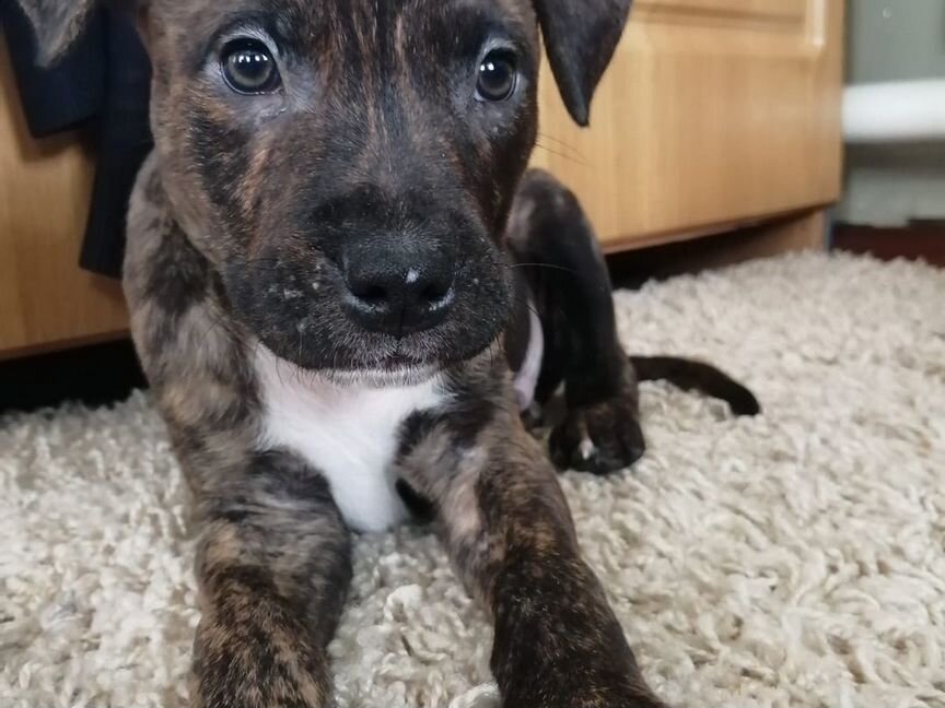 Щенки питбуля