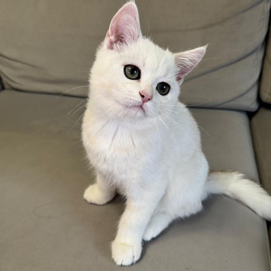 Шотландские прямоухие котята