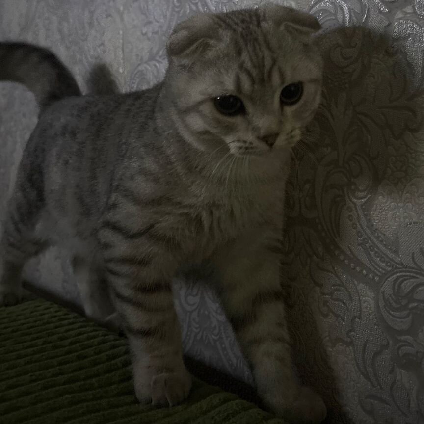 Шотландский вислоухий короткошёрстный котёнок