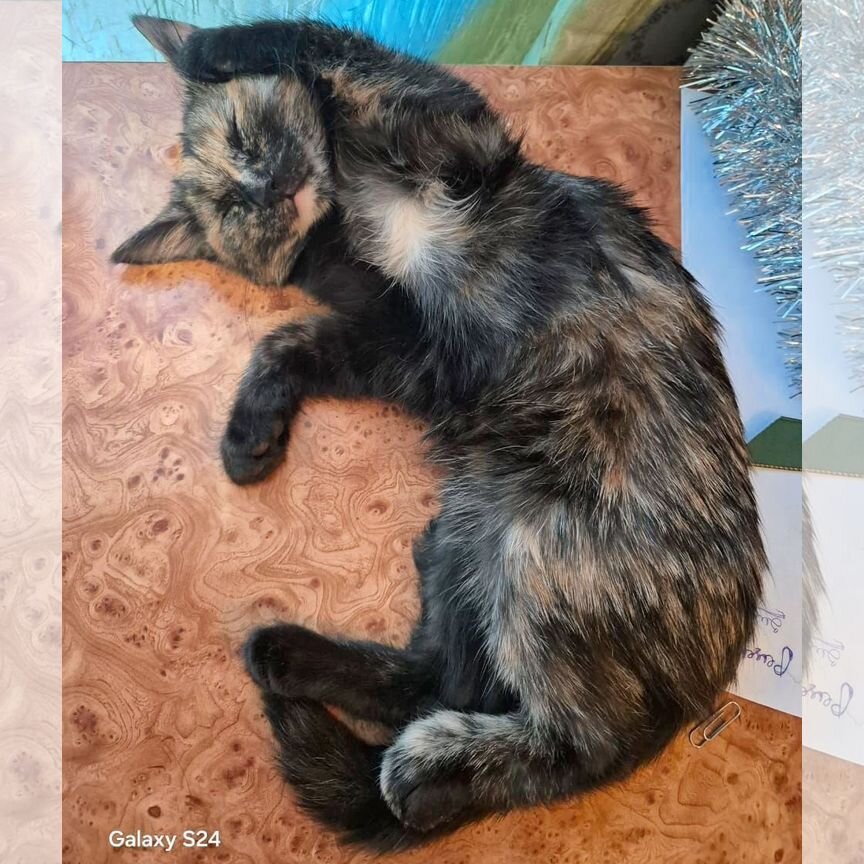 Сибирская кошка
