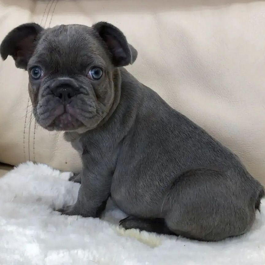 Французский бульдог, щенок